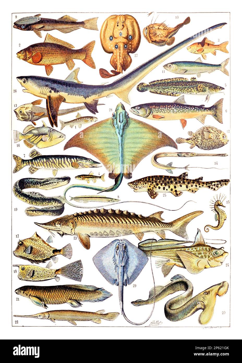 Vintage Illustration of Fish Specimens, French Poster by Adolphe Millot ...