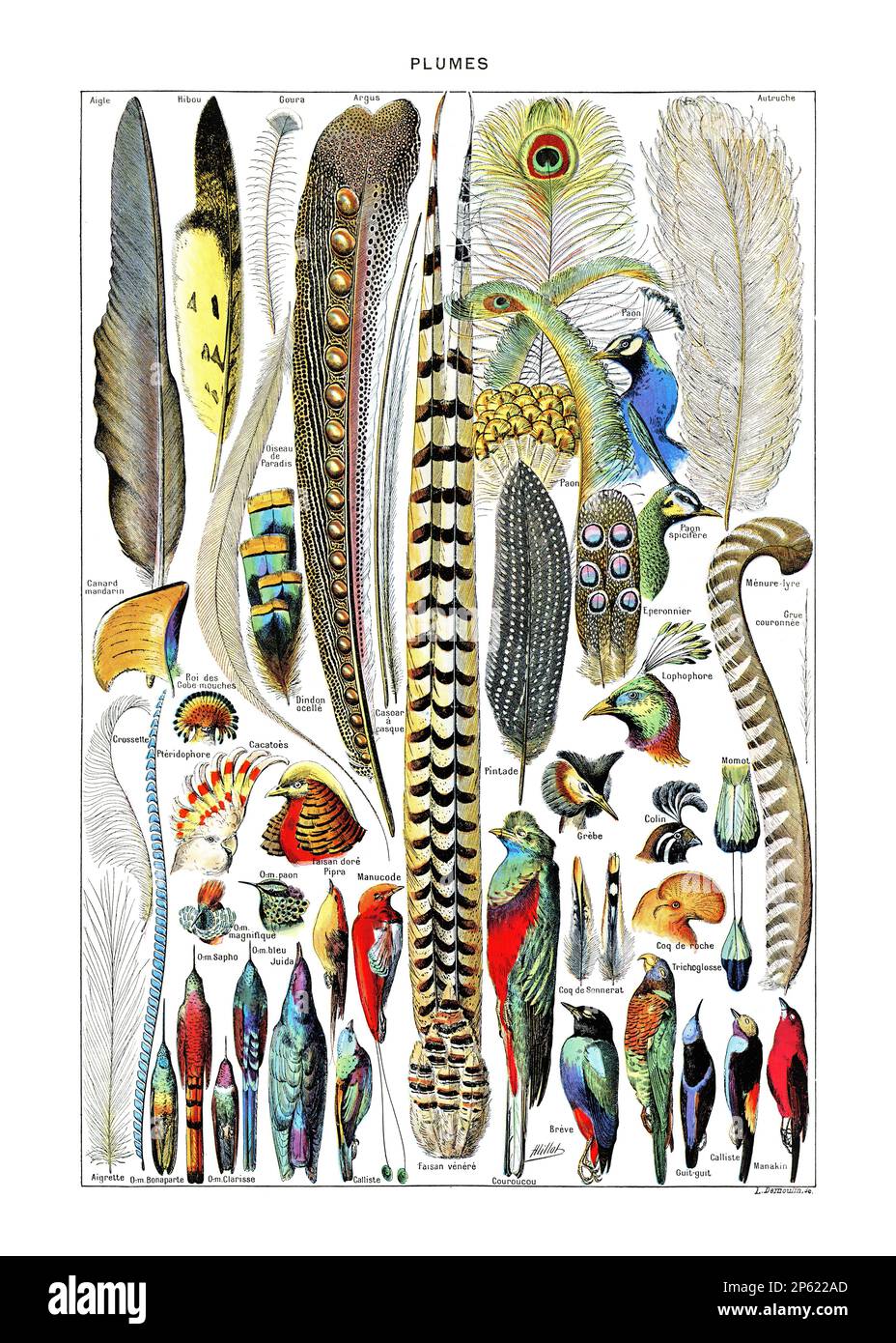 Plumes - Feathers (1900) by Adolphe Millot (1857-1921), a collection of ...