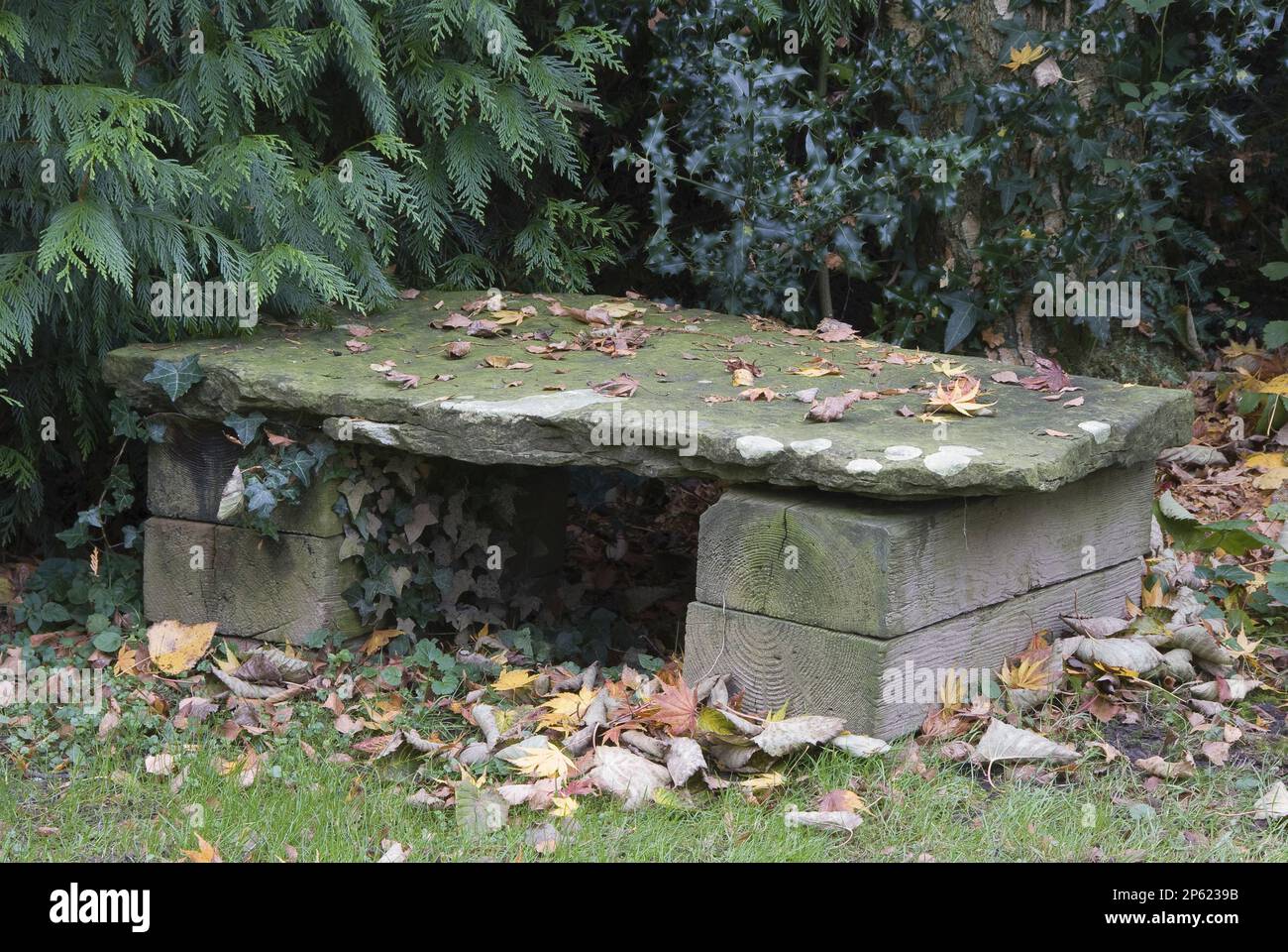 old bench made from stone slab and thick wood logs by holly hedge ...