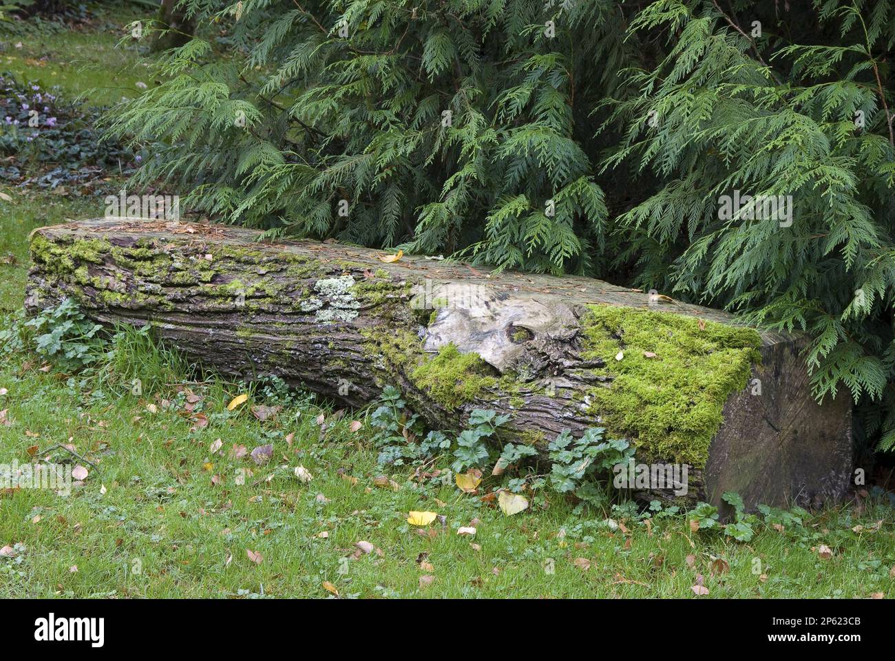 long bench cut from tree trunk with moss and lichen in country garden ...