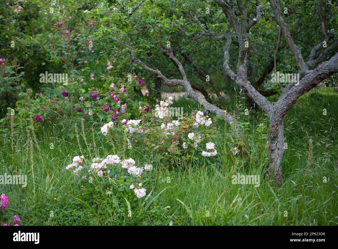 Overgrown wild garden hi-res stock photography and images - Alamy