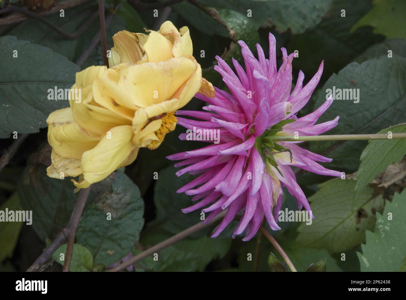 Portrait yellow rose hi-res stock photography and images - Alamy