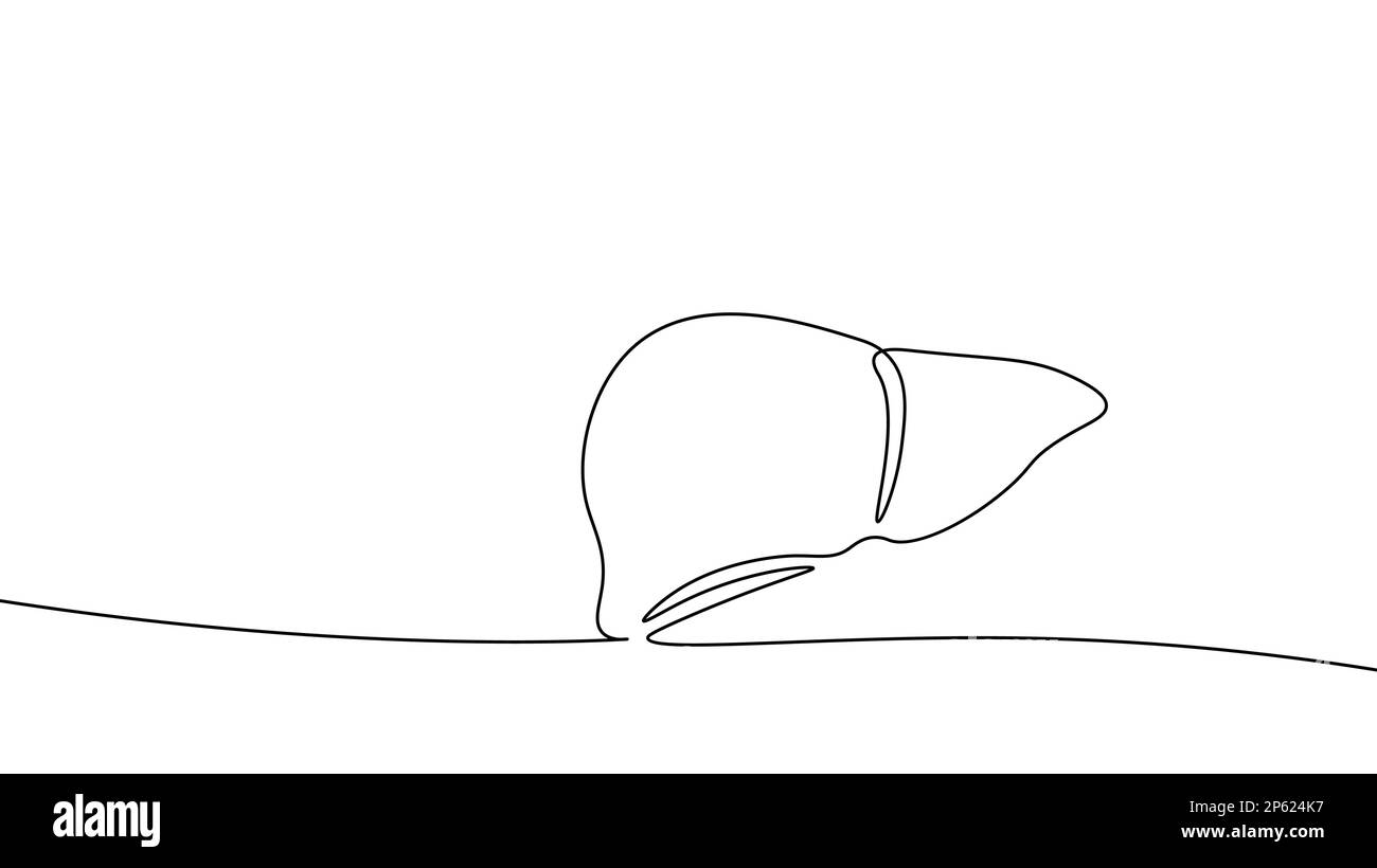 Single continuous line art anatomical human liver silhouette. Healthy ...