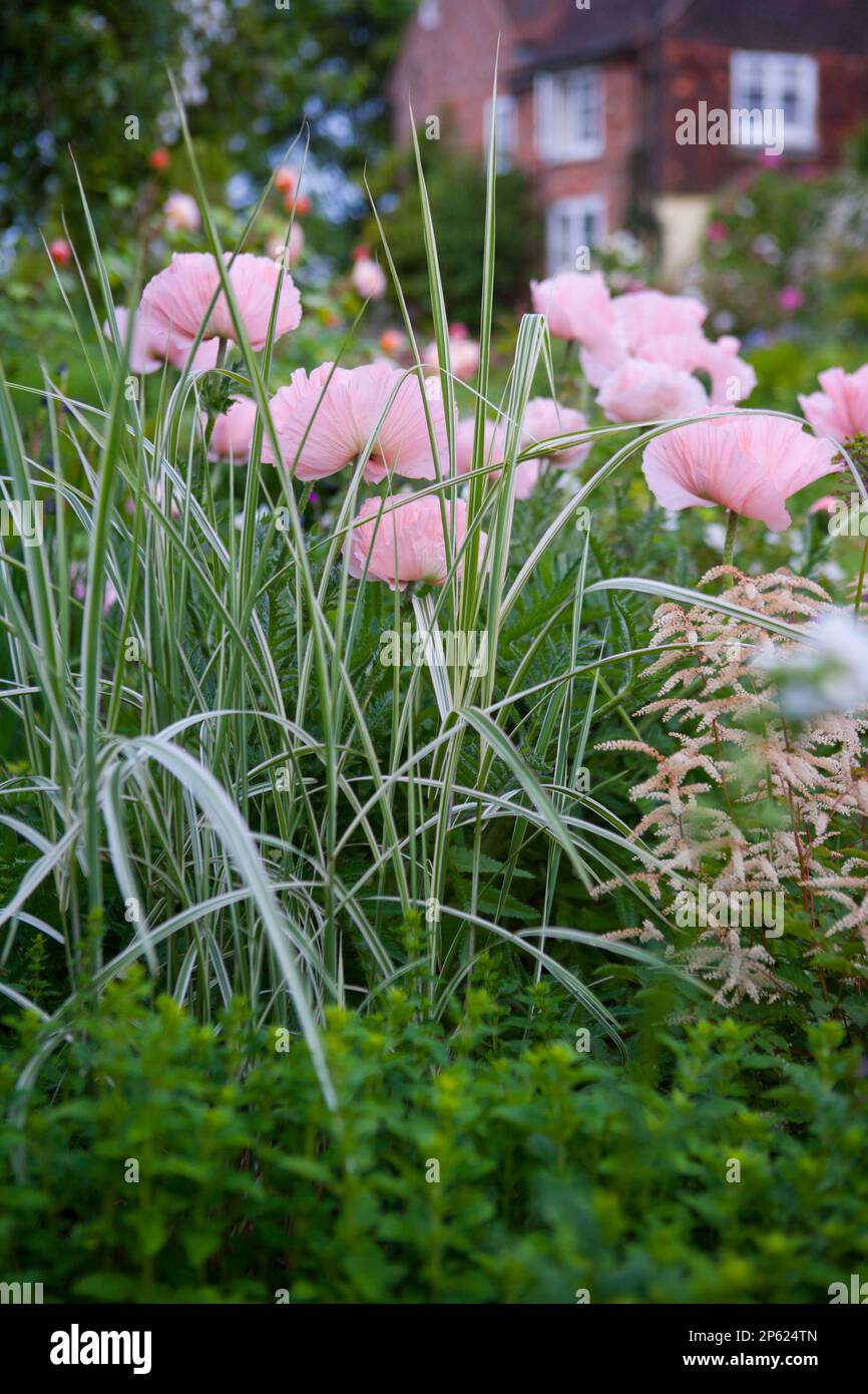 peach poppies with grasses in foreground of lovely English country ...
