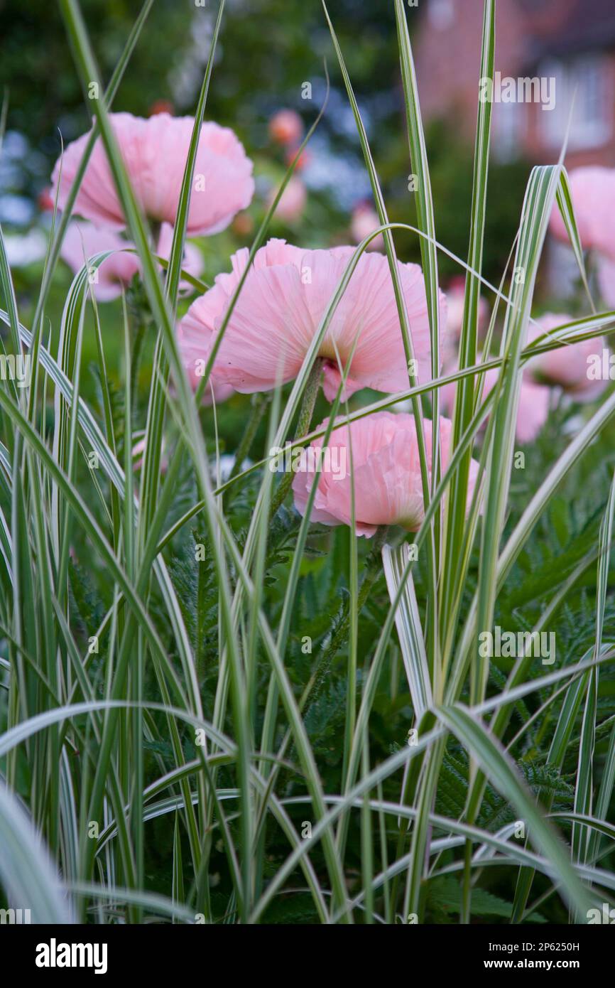 Peach poppies hi-res stock photography and images - Alamy