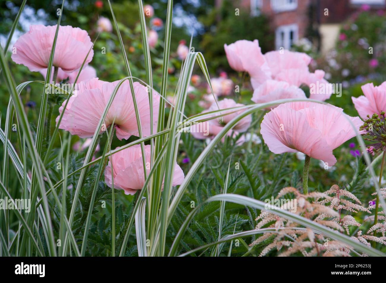 Peach poppies hi-res stock photography and images - Alamy