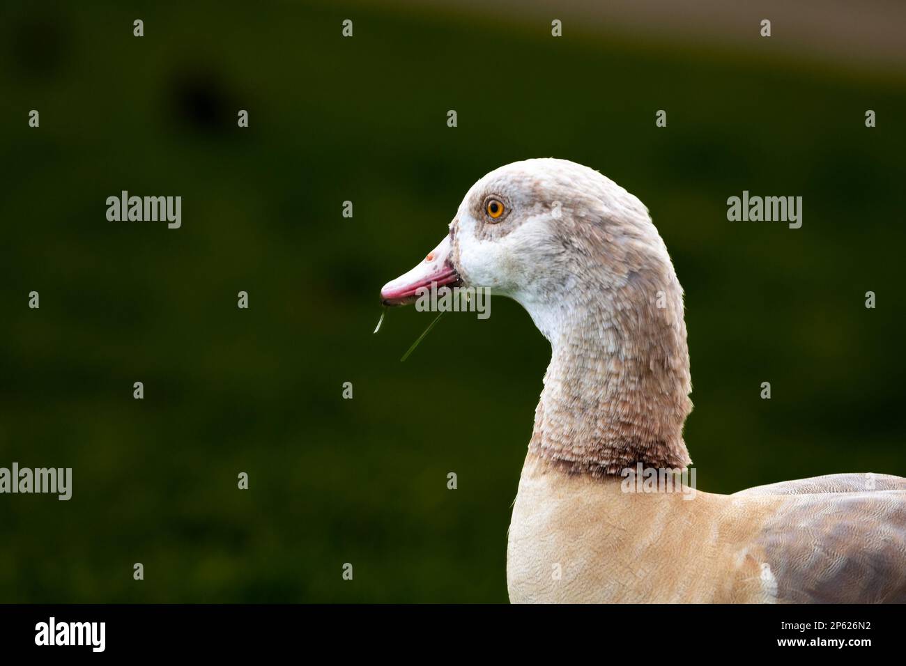 Picture of an egyptian goose eating and standing in Cologne, Germany ...