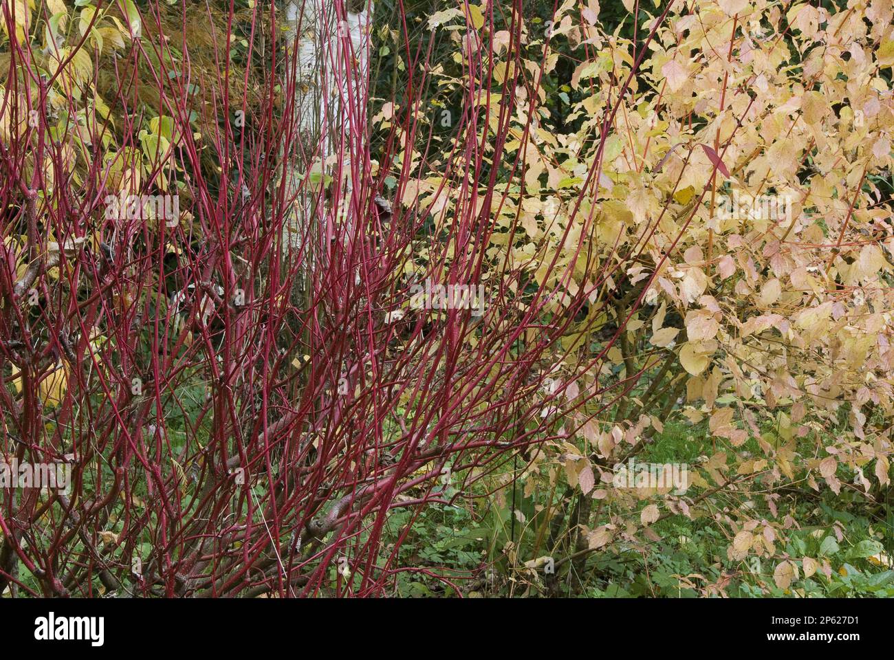Cornus stems red yellow hi-res stock photography and images - Alamy