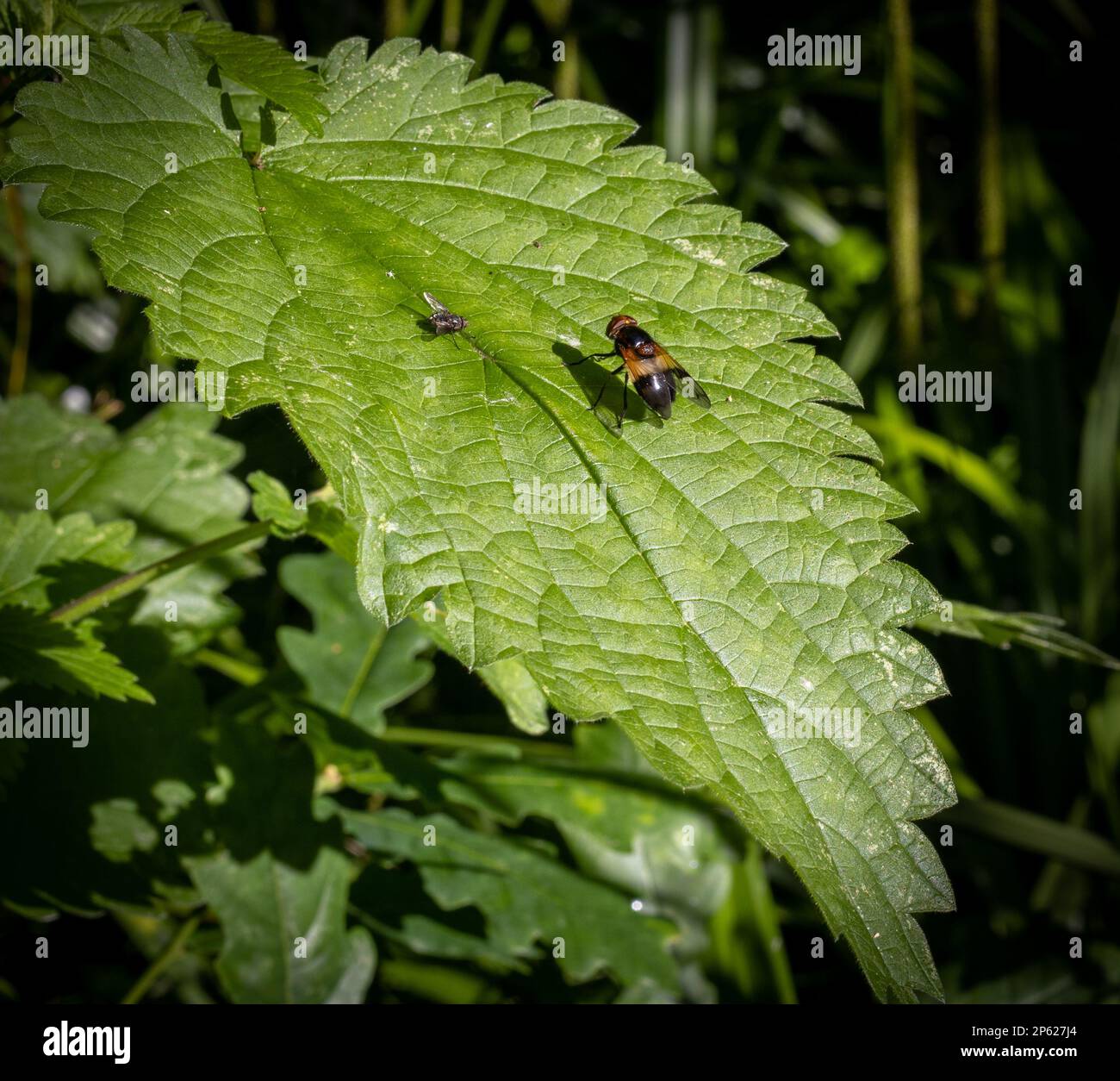 English stinging nettle hi-res stock photography and images - Alamy
