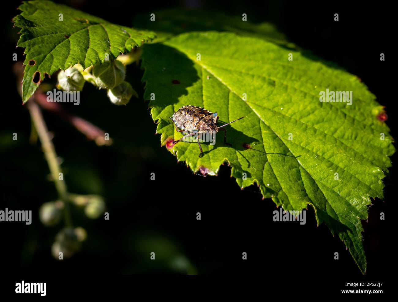 Spiny shield bug hi-res stock photography and images - Alamy