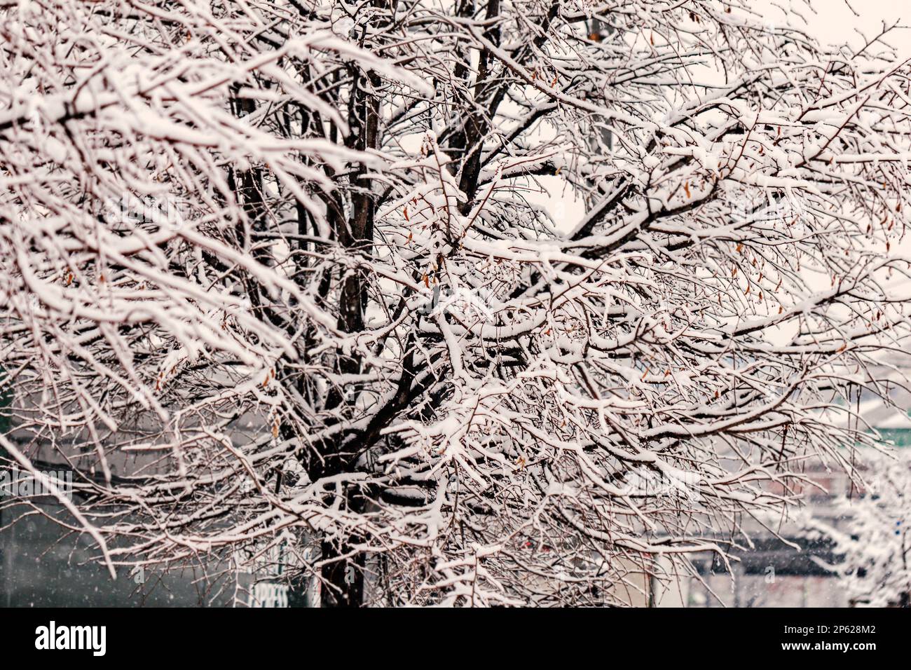 Real charming tree in winter with branches in pretty snow Stock Photo ...