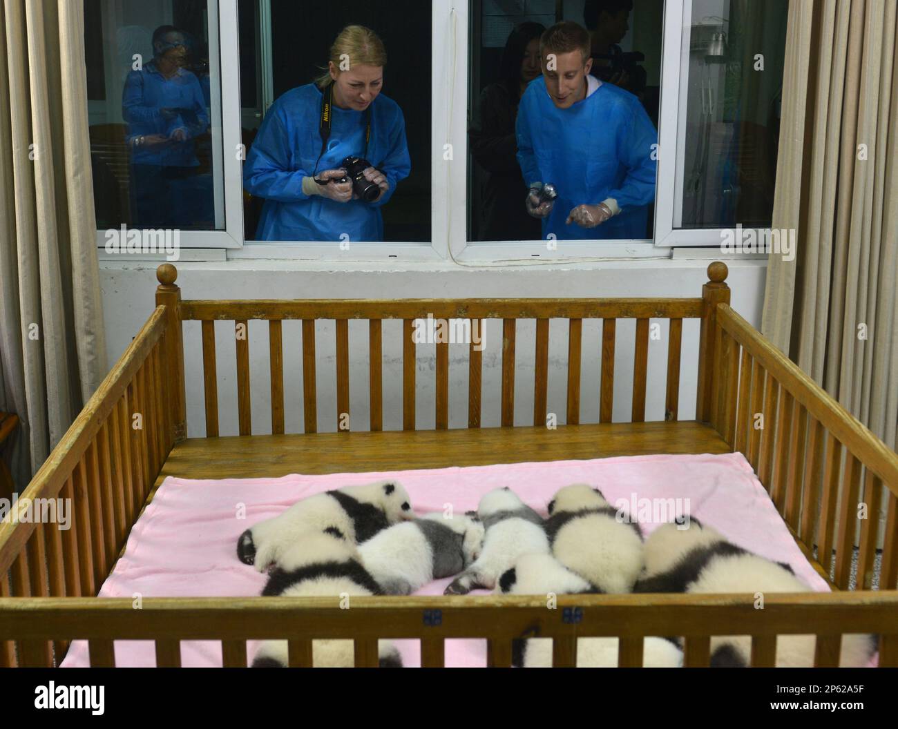 Two Chengdu Pambassador participants look at 7 panda cubs born this ...