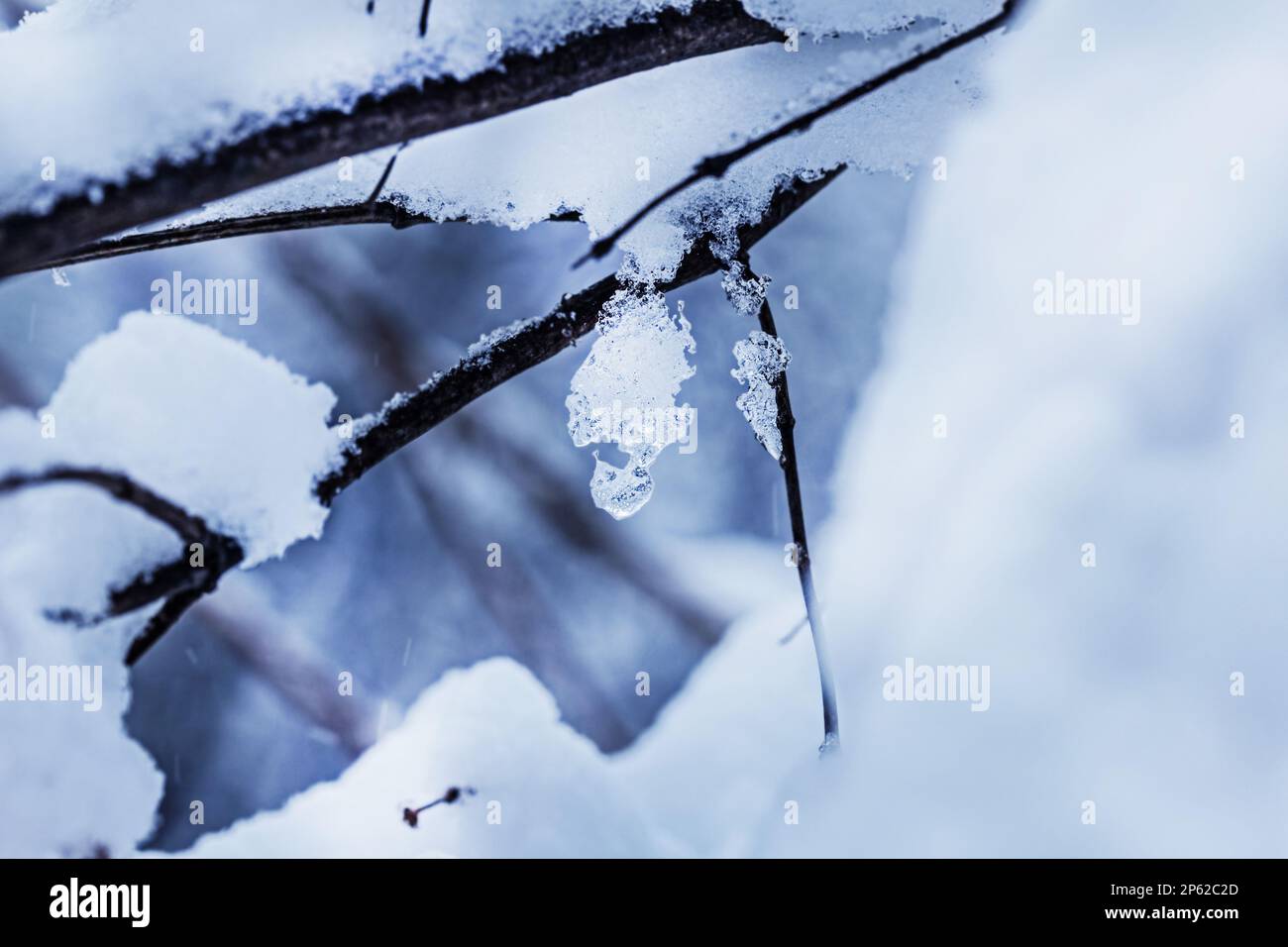 Real soft snow is hanging from winter branch at cloudy day Stock Photo ...