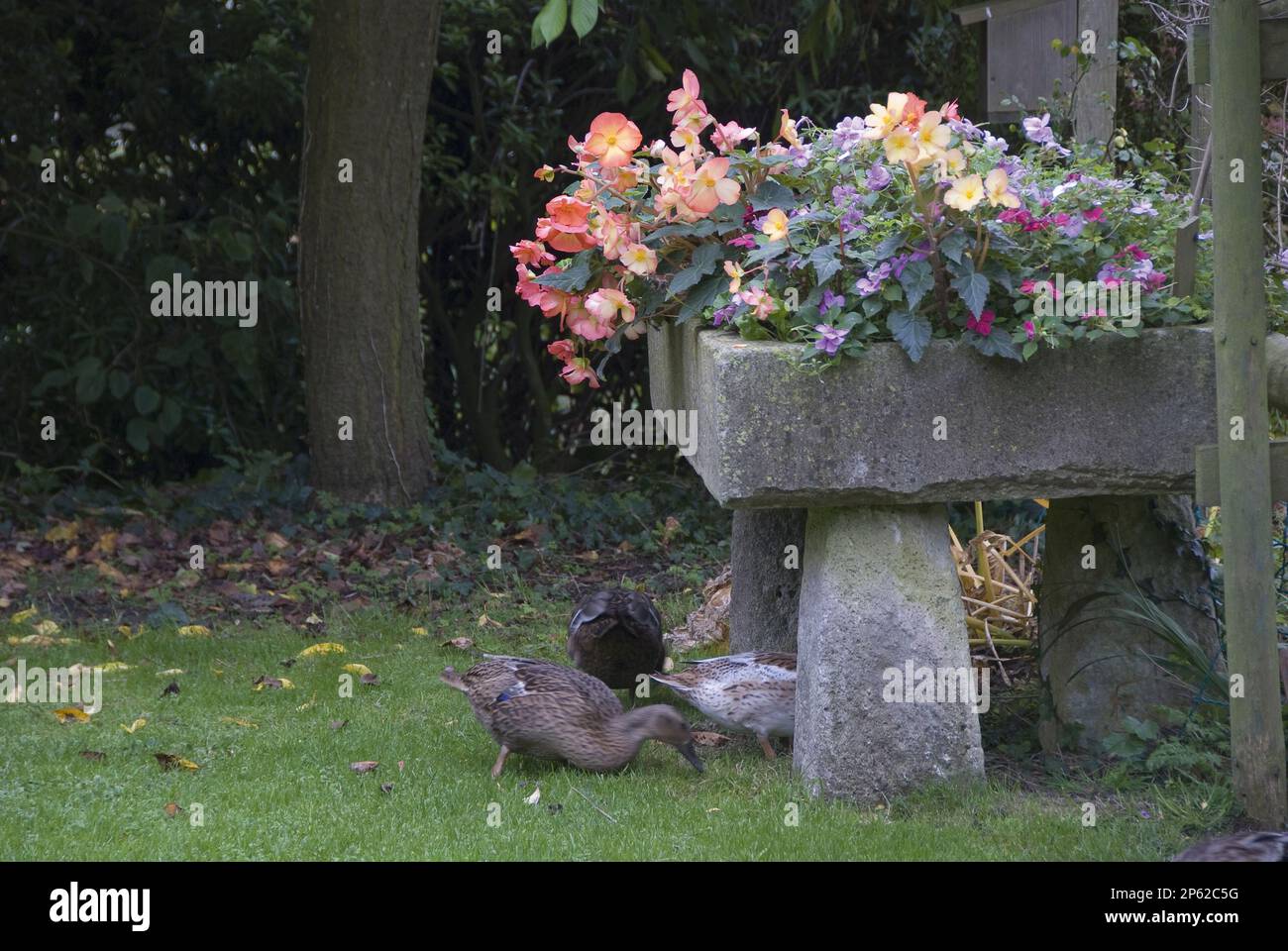summer begonias growing in an ancient stone trough Stock Photo - Alamy