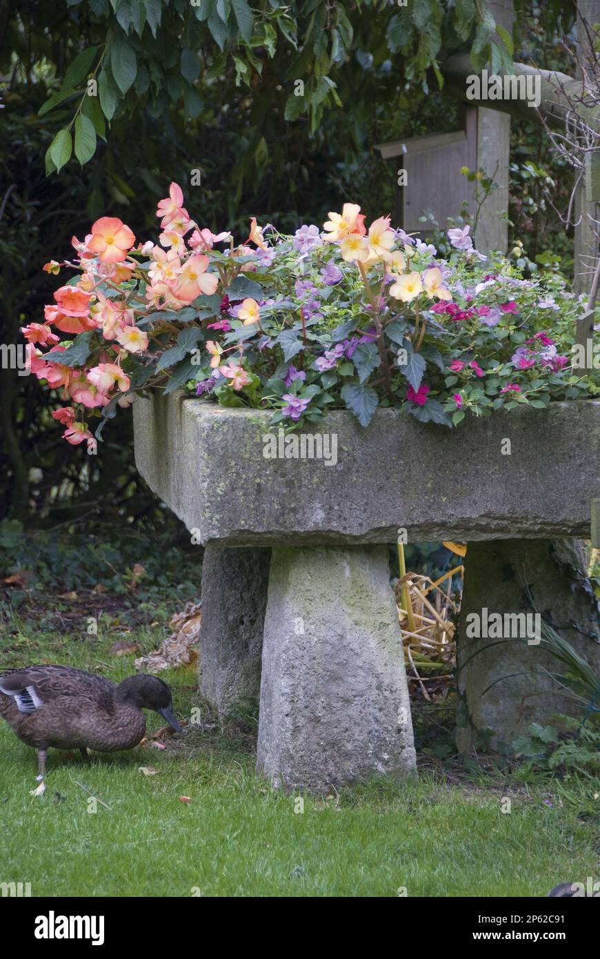 summer begonias growing in an ancient stone trough Stock Photo - Alamy