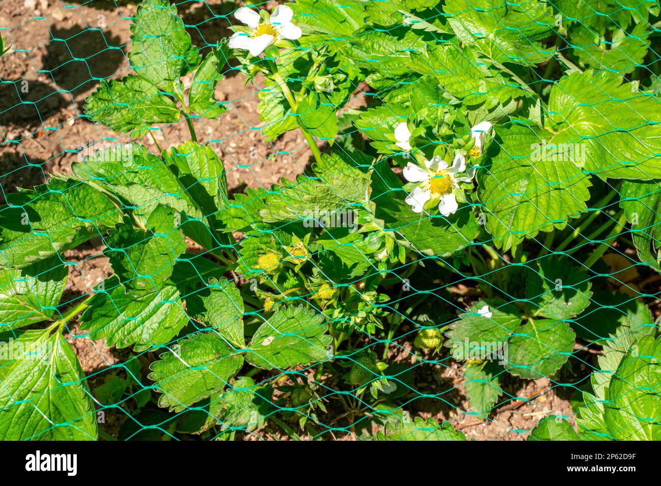 A bush of young strawberries with white flowers covered with netting ...