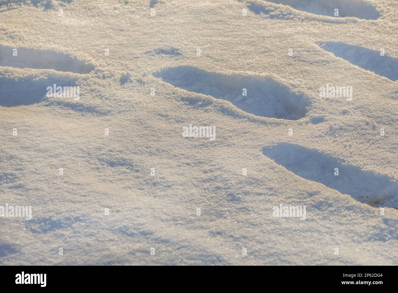 Real human footprints in deep snow on sunny winter day Stock Photo - Alamy