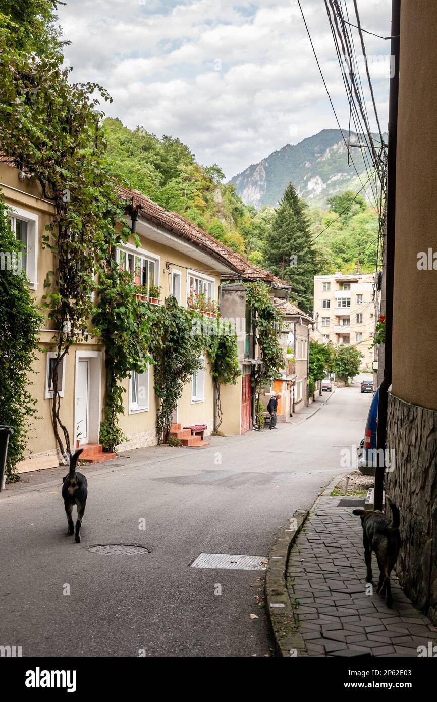 Picture of a stray dog walking in a typical rural street of Romania in ...