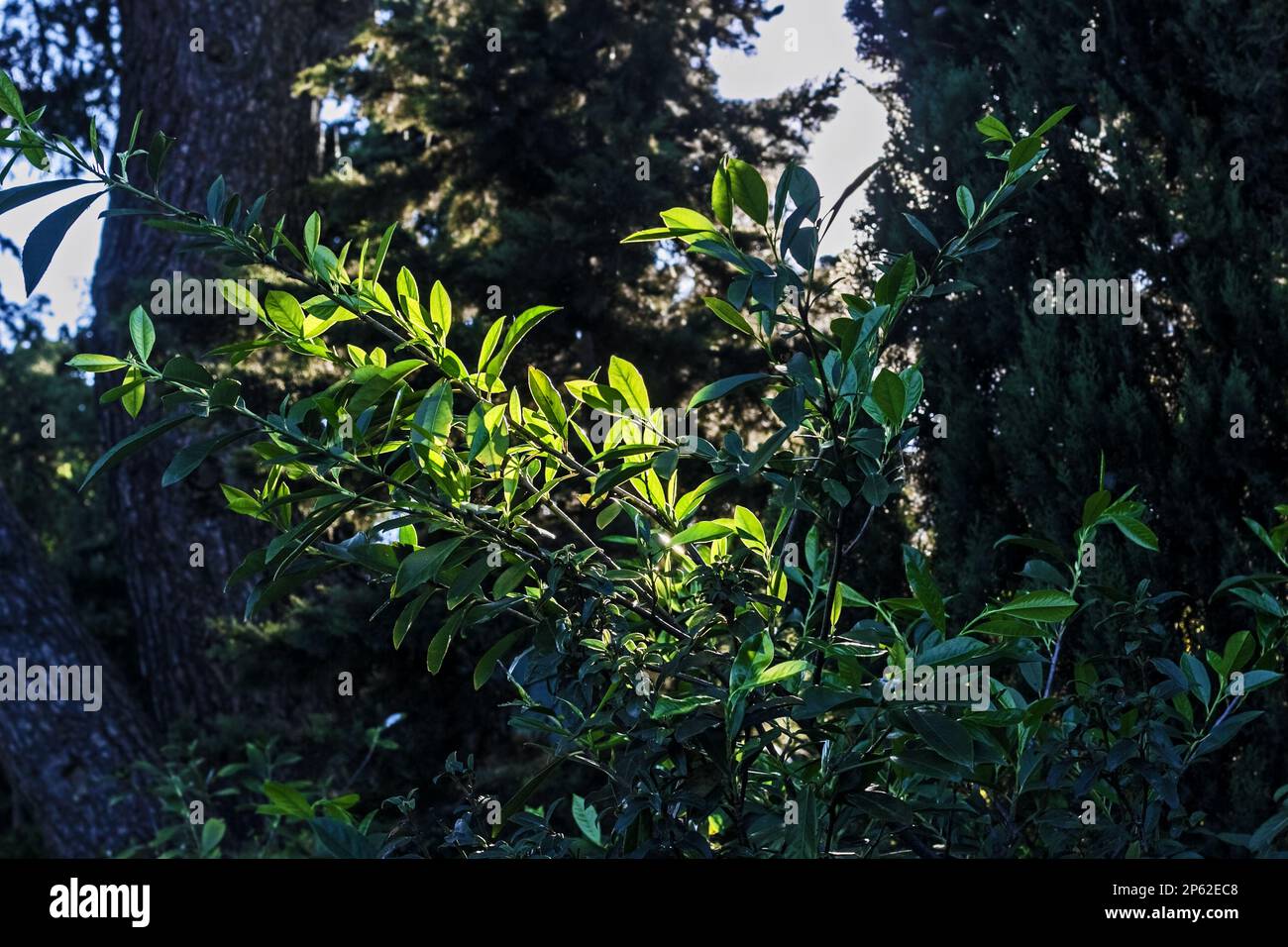 Best real happy mood branches of green bush illuminated by sun Stock ...