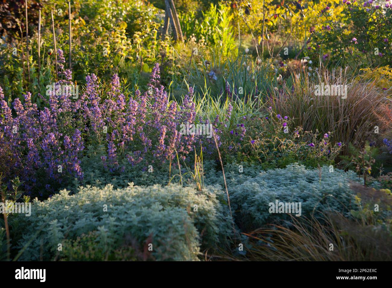 Garden border hebe hi-res stock photography and images - Alamy