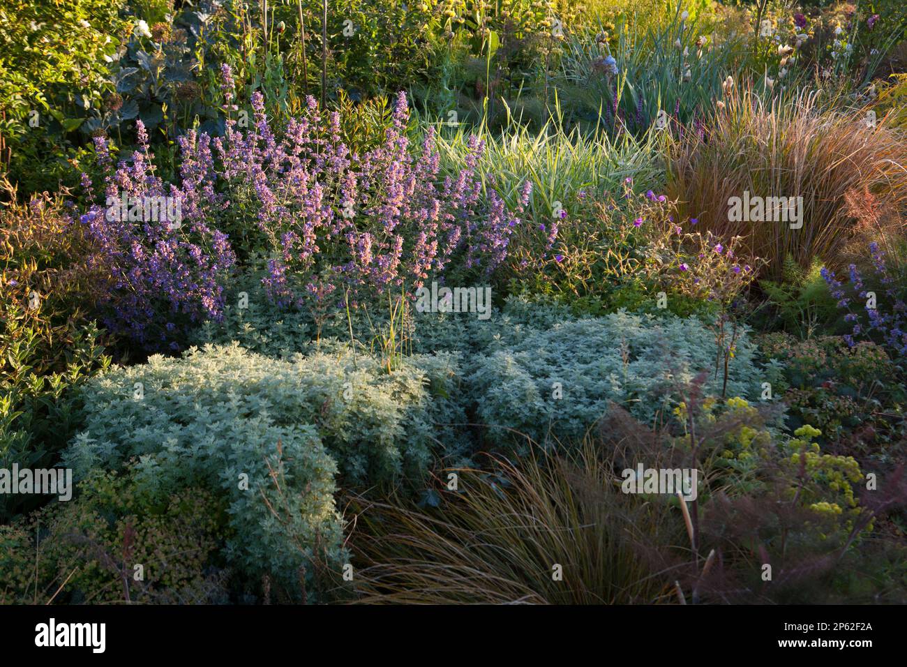 Catmint (nepeta) sits alongside foliage plants and grasses in a summer ...