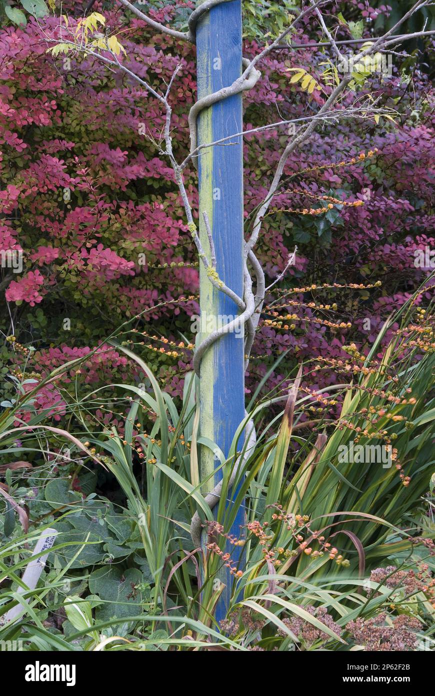 blue garden post with climbing vine branch twining around it, green ...