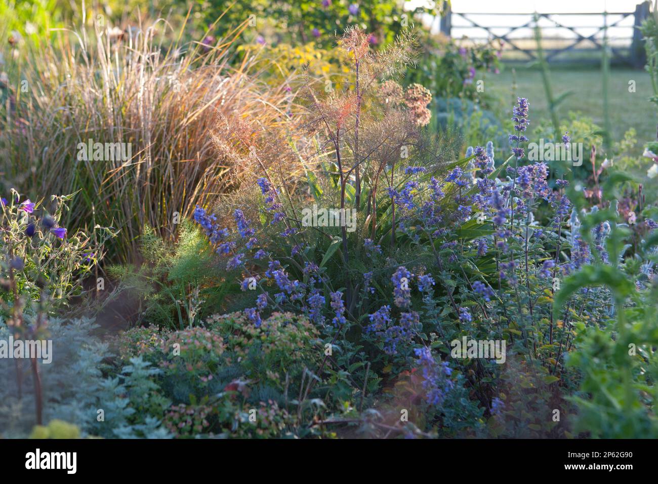 Catmint (nepeta) sits alongside foliage plants and grasses in a summer ...