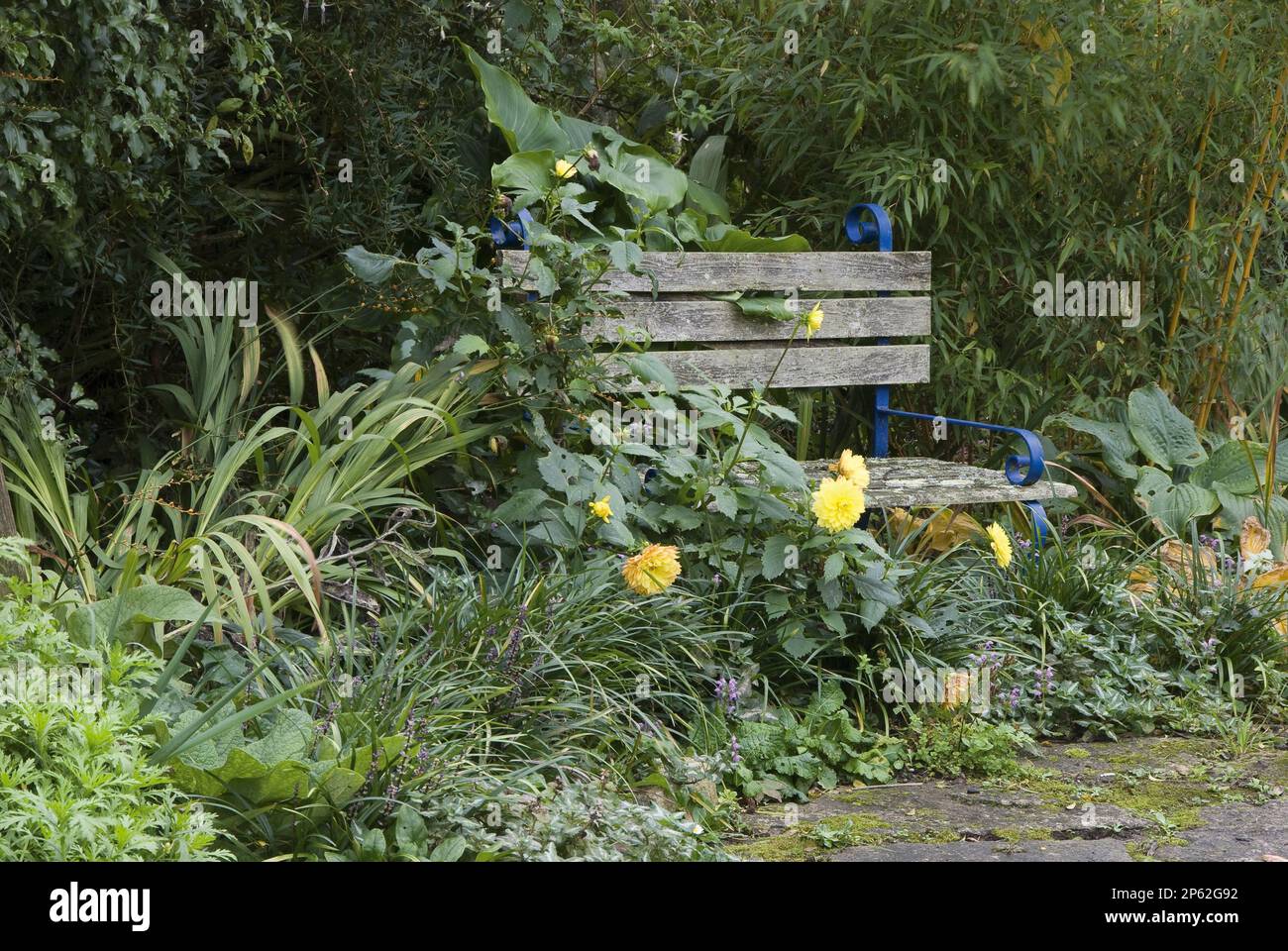 garden bench wood with blue iron in overgrown border of country garden ...