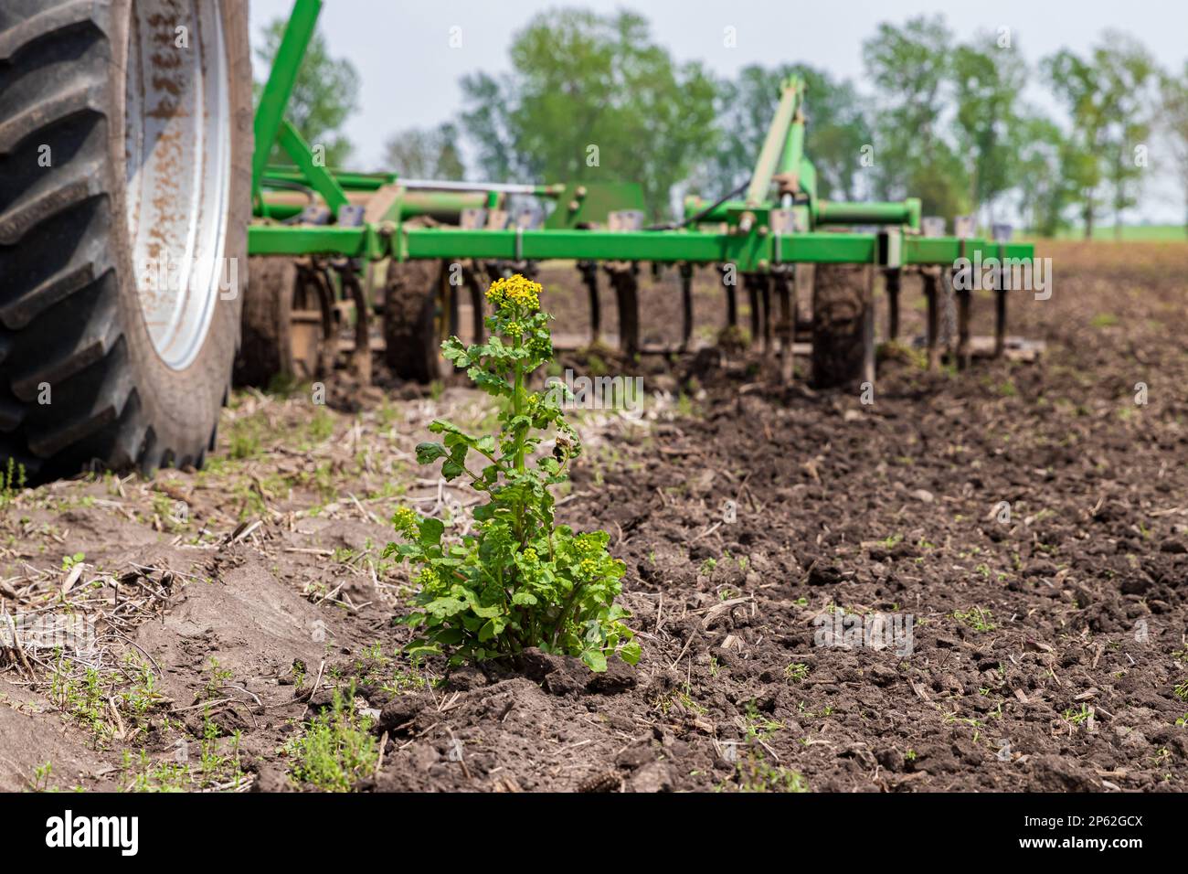 Butterweed weed growing in farm field with tractor and cultivator. Weed ...