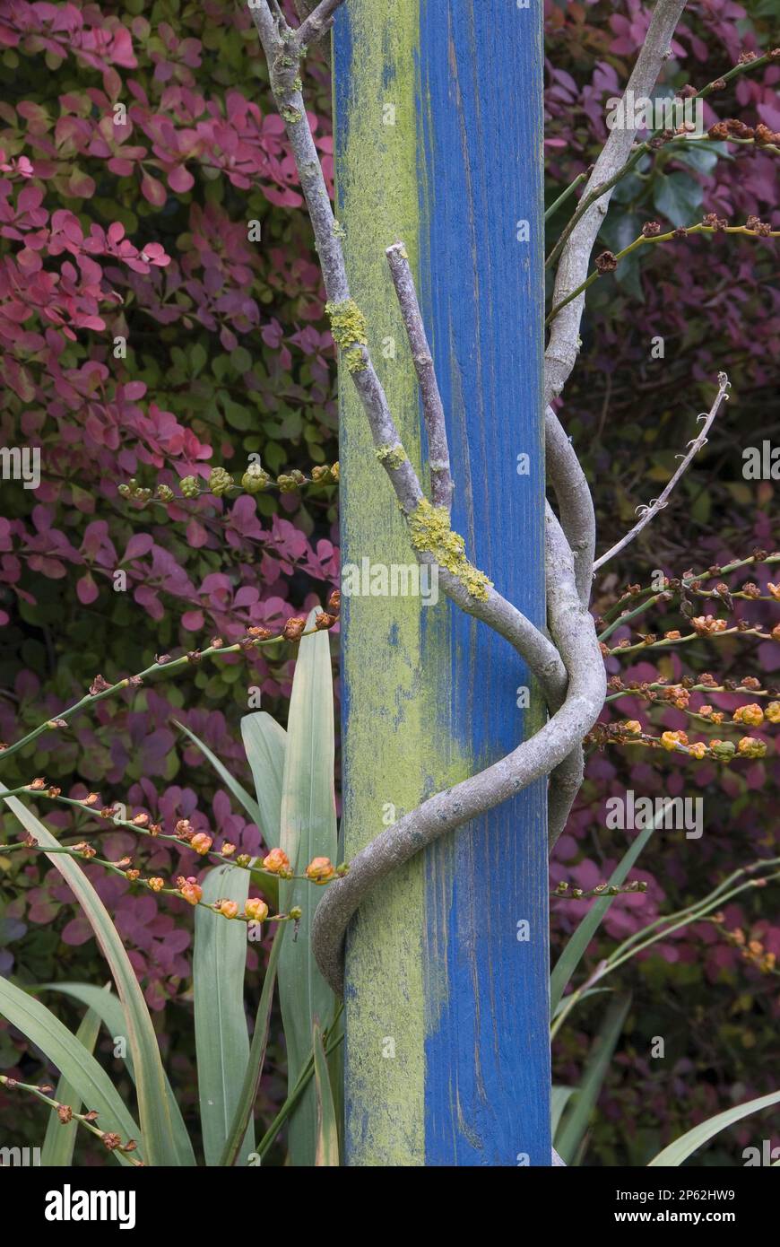 blue garden post with climbing vine branch twining around it, dusky ...