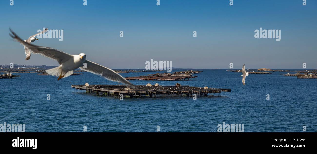 Mussel Aquaculture Rafts Batea, Mussel Growing Sea Platform, Batea ...