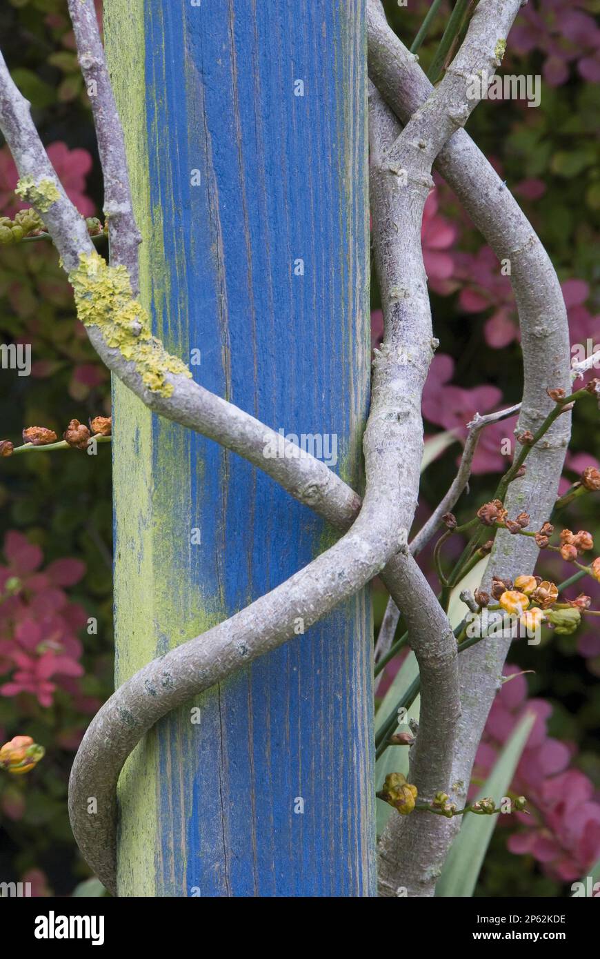 blue striped vertical post with twining grey branch, contrast of shapes ...