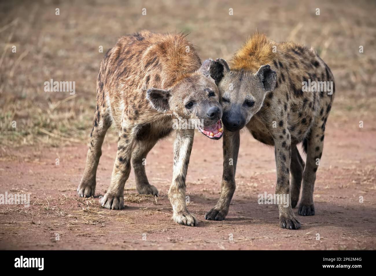 The two hyenas standing side-by-side in Serengeti National Park with ...