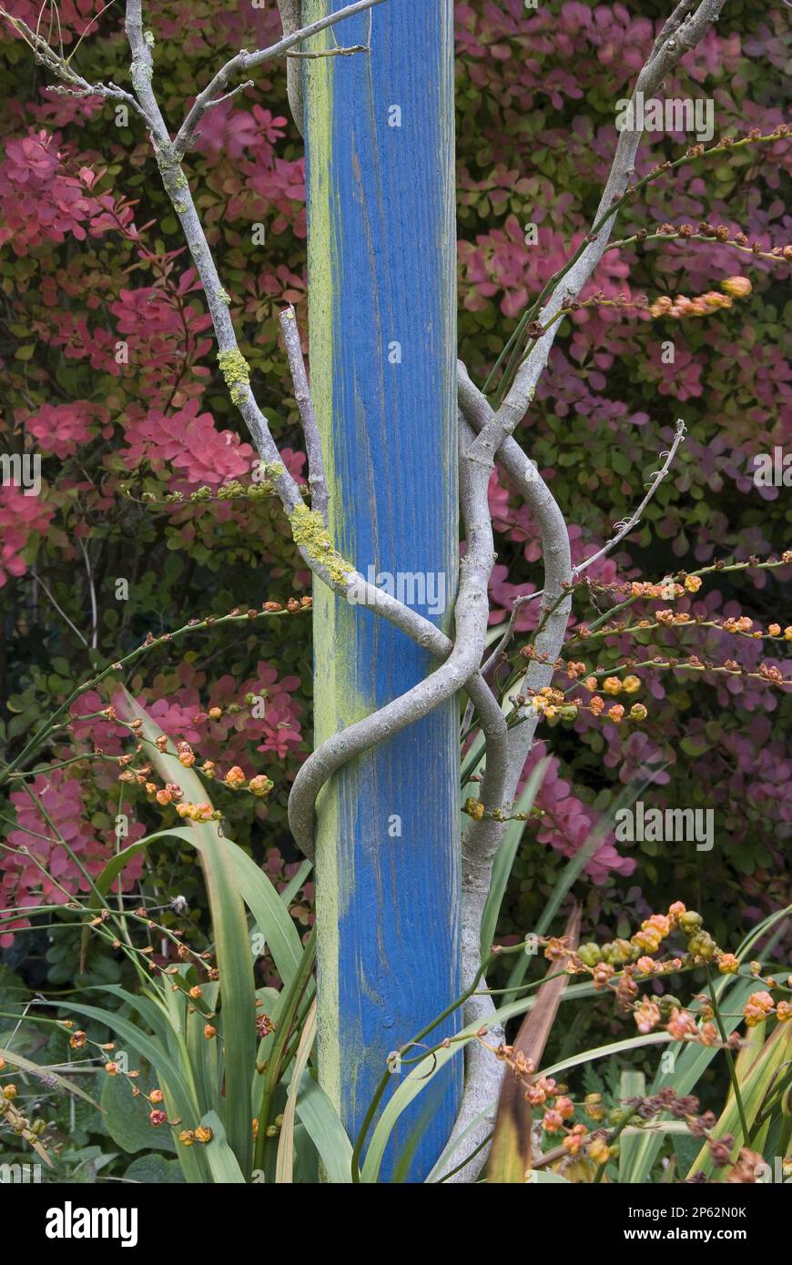 blue garden post with climbing vine branch twining around it, dusky ...