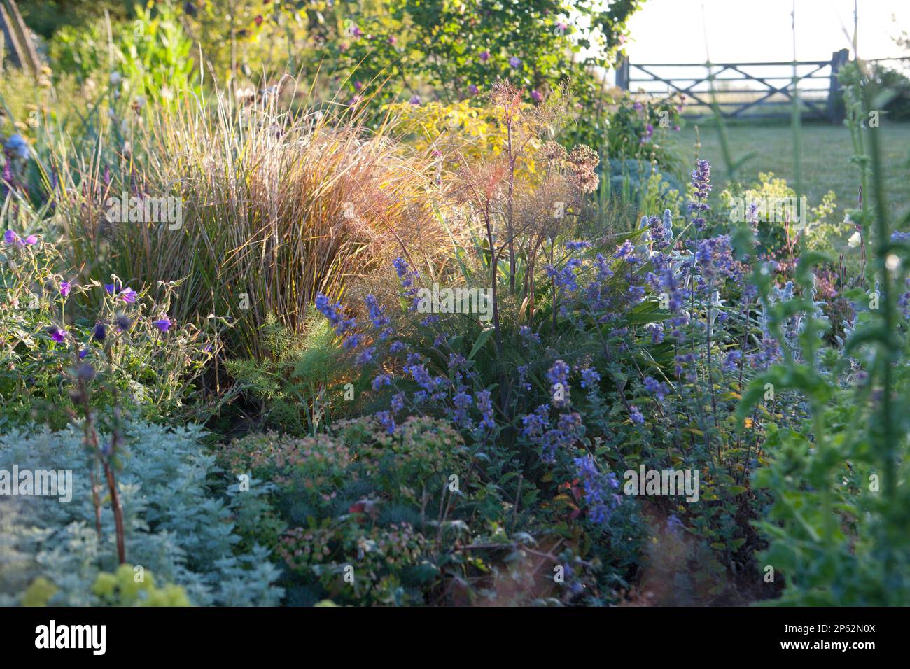 Catmint (nepeta) sits alongside foliage plants and grasses in a summer ...