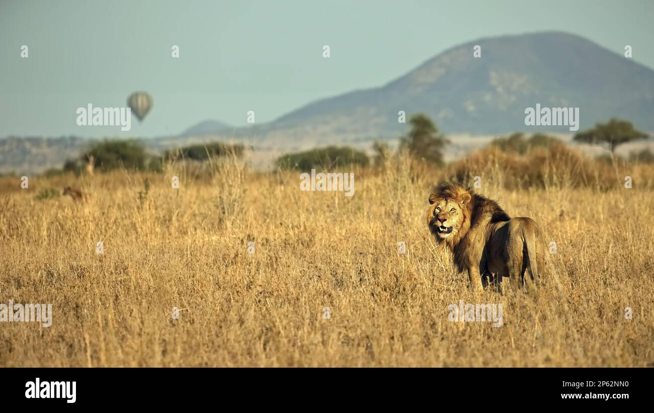 Lion serengeti mountain hi-res stock photography and images - Alamy