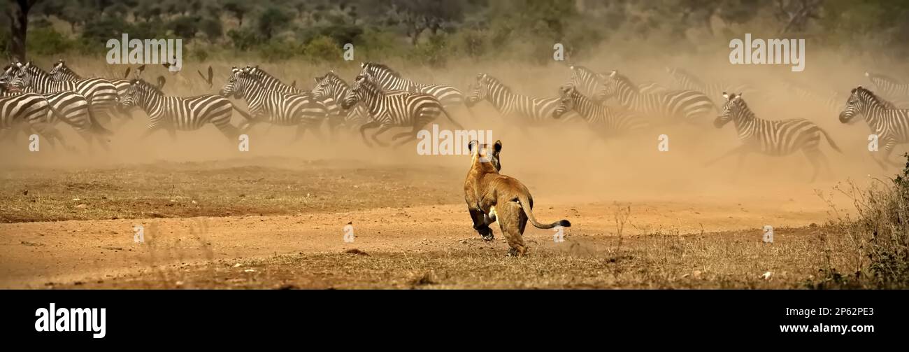 A lion running with other zebras in the distance Stock Photo - Alamy