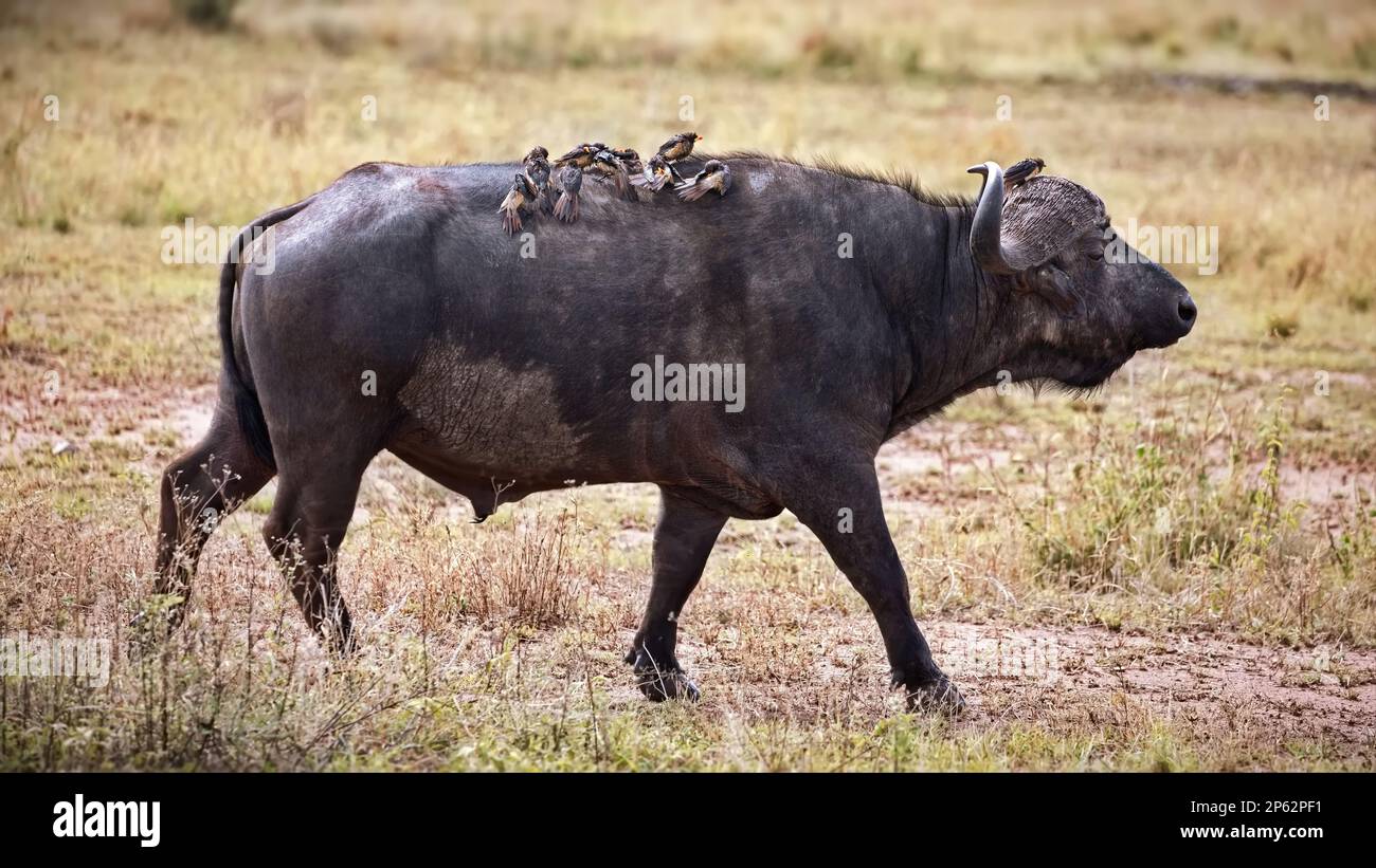 African buffalo grazing on savanna hi-res stock photography and images ...