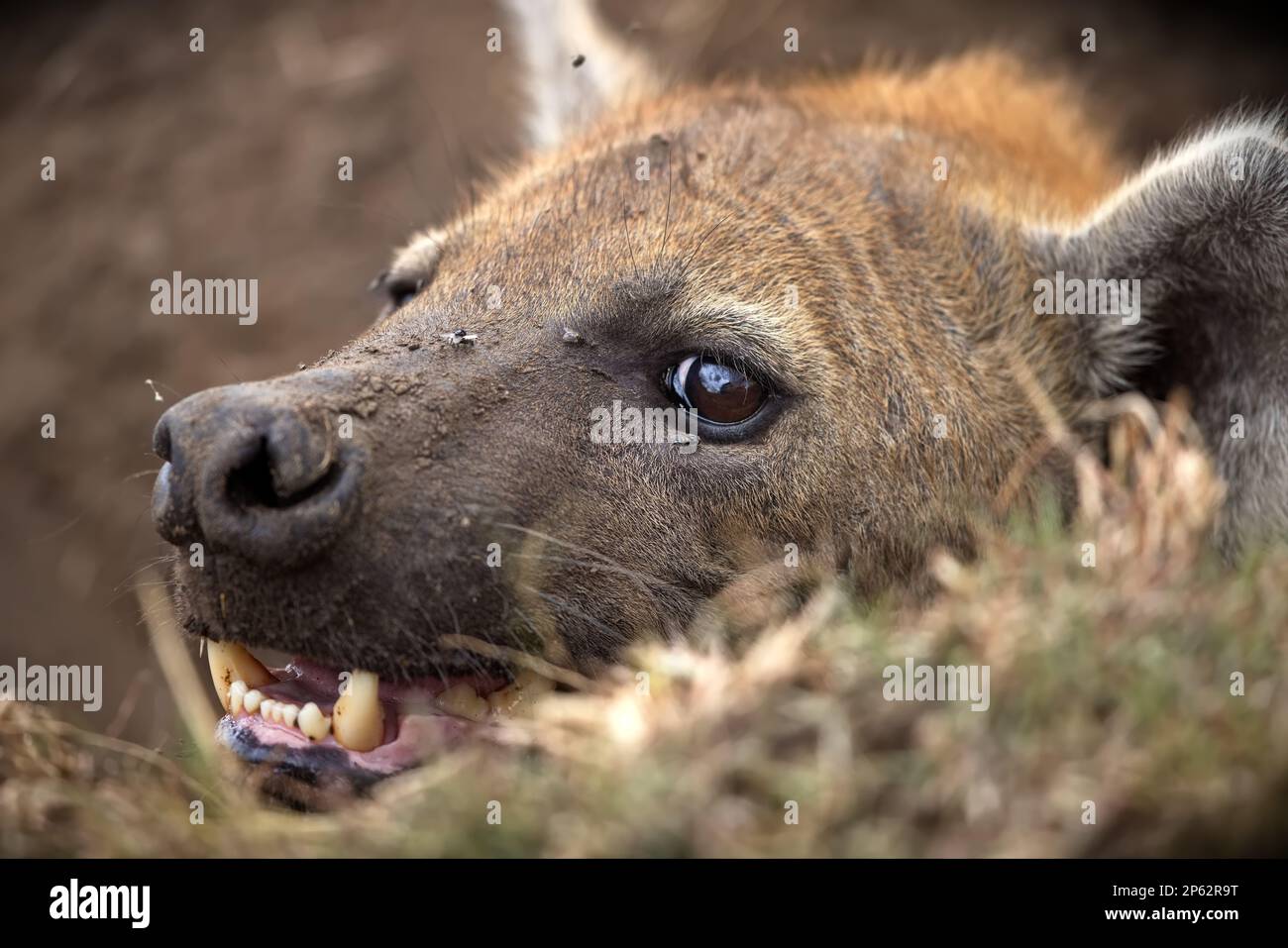 A hyena laying down in the grass with its teeth open Stock Photo - Alamy