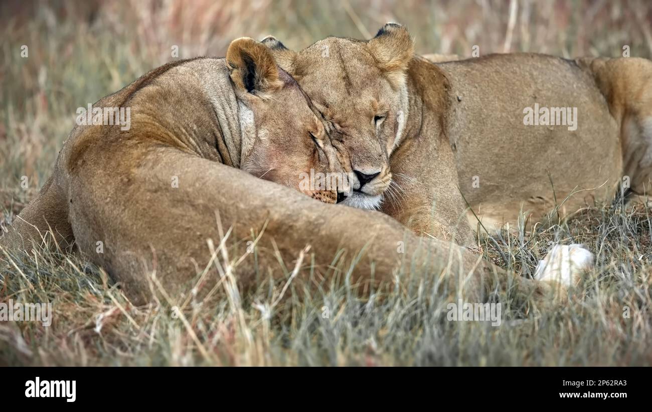 Majestic lion resting peacefully hi-res stock photography and images ...