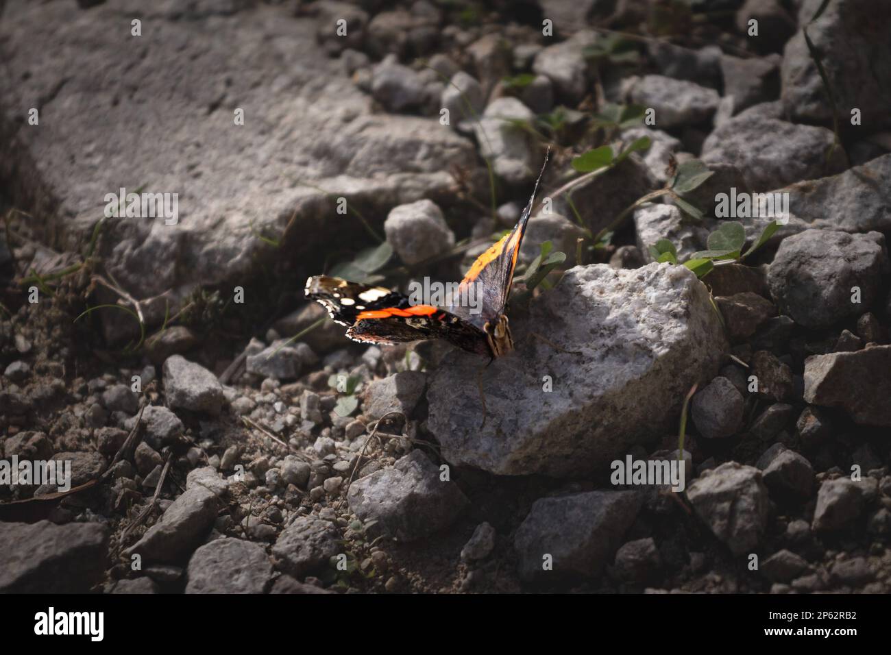 Picture of a red admiral butterfly in fall in Europe. Vanessa atalanta ...