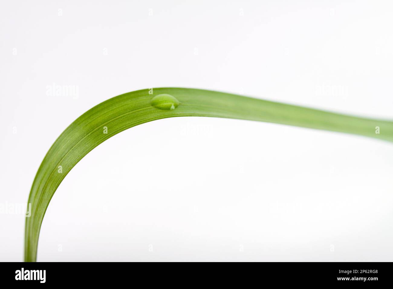 Green leaf with water dro on white background Stock Photo - Alamy