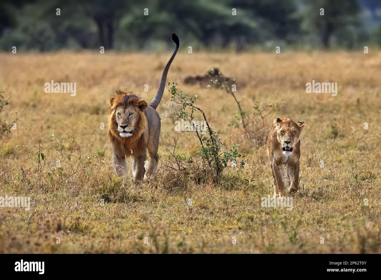 The two lions walking side by side in a grassy meadow surrounded by ...