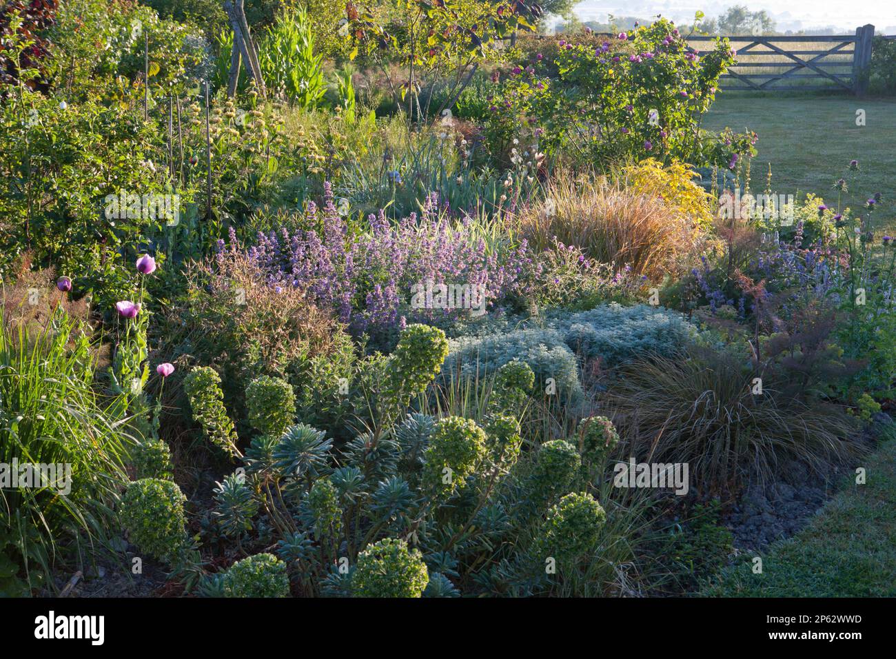 Catmint (nepeta) sits alongside foliage plants and grasses in a summer ...