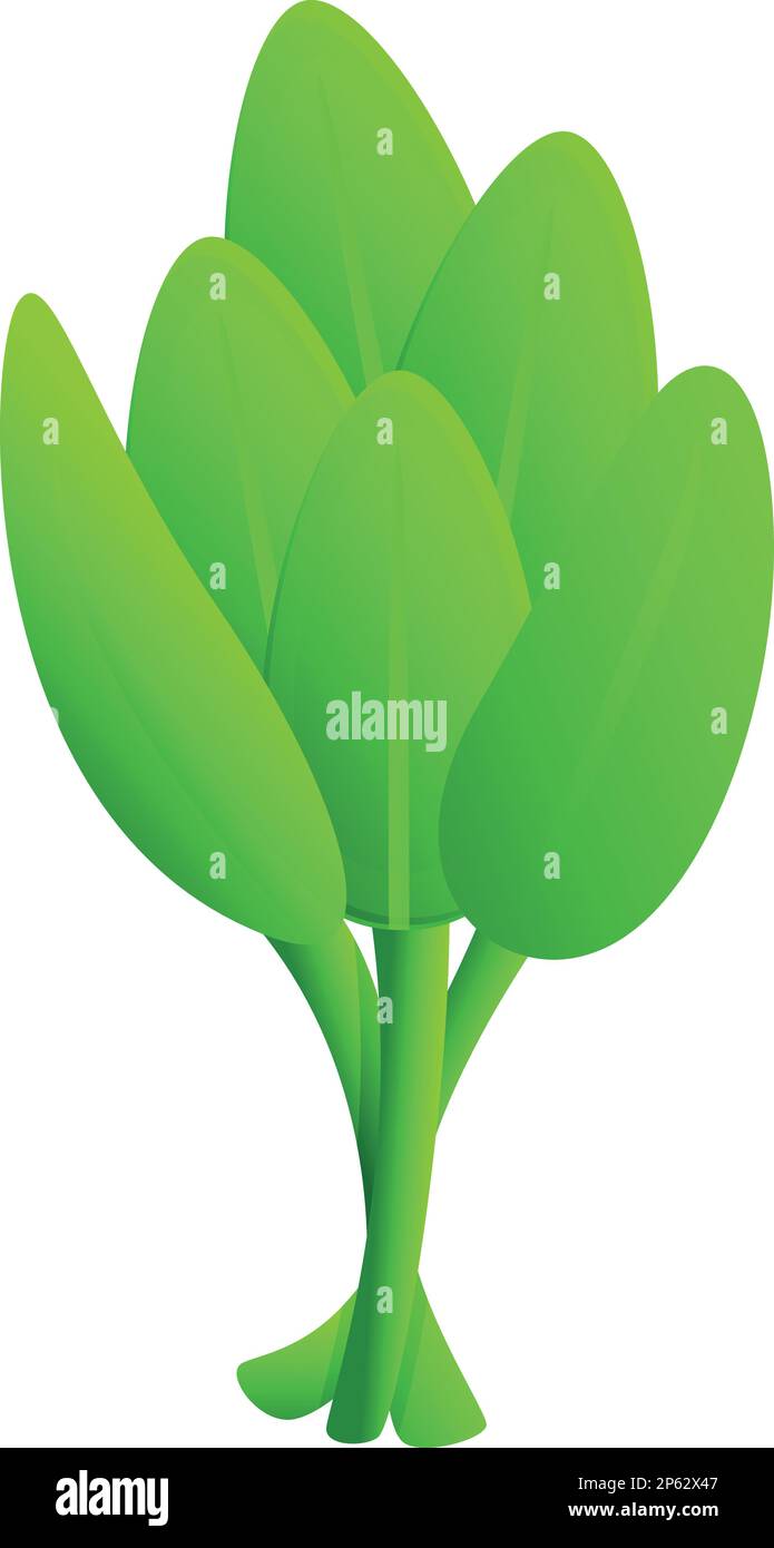 Sage leaf icon cartoon vector. Herb plant. Aromatic green Stock Vector ...