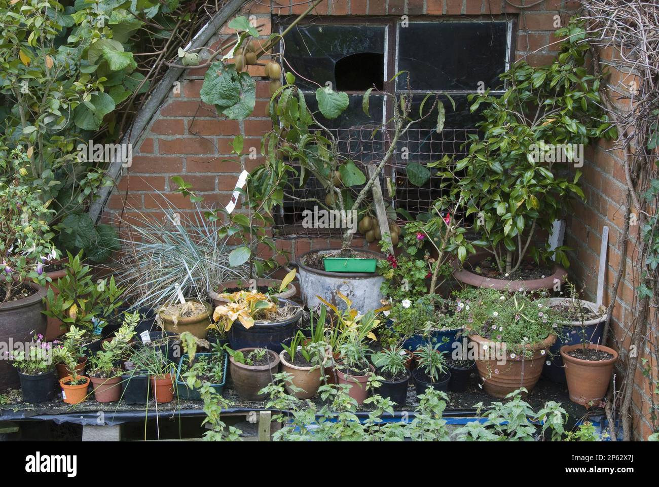 Plants in containers made hi-res stock photography and images - Alamy