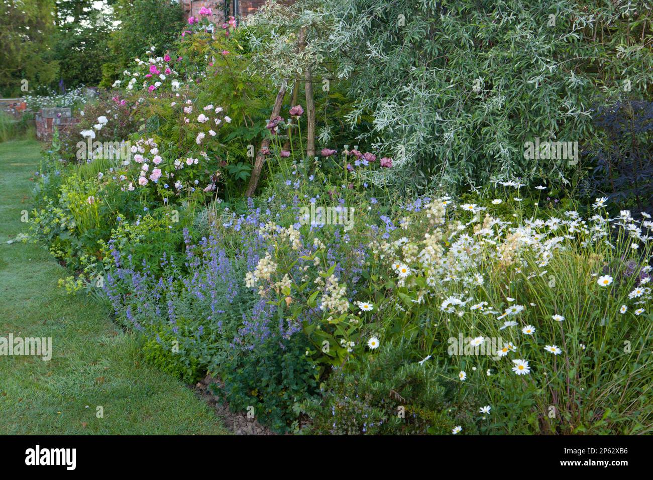 White ox-eye daisies (lucanthemum vulgare),blue catmin(nepeta) and ...