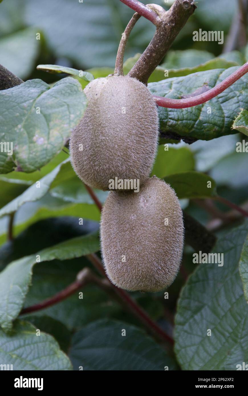 kiwifruit hanging from stem fuzzy fruit Stock Photo - Alamy