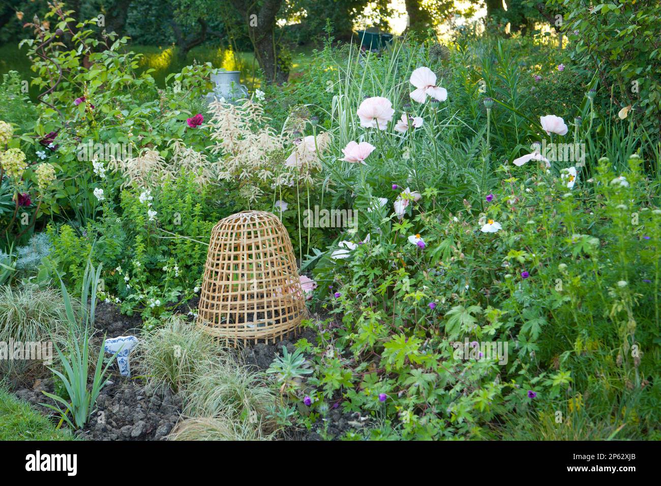 Wicker cone protects tender perennial in summer flower border Stock ...