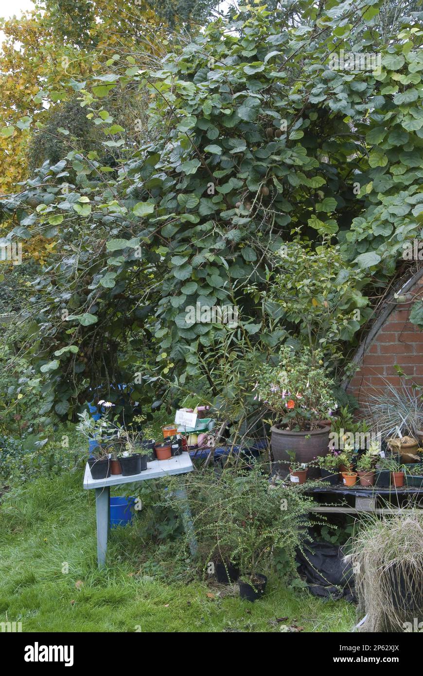 small garden table tilting in messy garden work area Stock Photo - Alamy